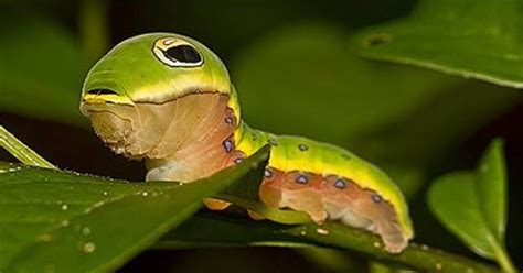 살아있는 포켓몬 화제 색·표정·포즈까지 영락없는 캐터피