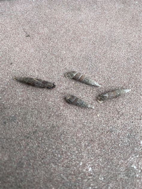 I Found A Lot Of These Snails This Morning Ive Never Seen These