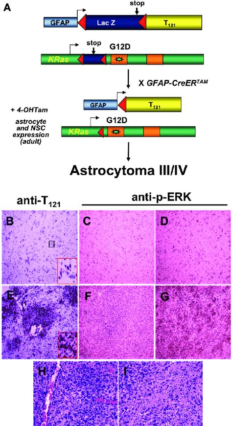Conditional Inactivation Of Prb P107 And P130 Combined With Ras Download Scientific Diagram