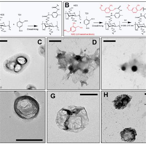 A Crosslinking Of The Hes Chains With Usual Crosslinker B Download Scientific Diagram