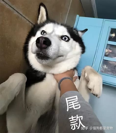 狗狗“被惯坏”的6种表现，如果中一半，宠主就该重视了！ 知乎