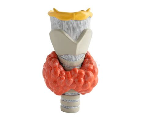 Hipertiroidismo Linfoma Da Tiroide Hiperativo Isolado Em Fundo Branco