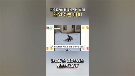 반려견에게 자전거 썰매 태워주는 아이 Shorts 반려견 반려묘 Youtube