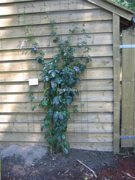 Picture And Description Of Passiflora Edulis