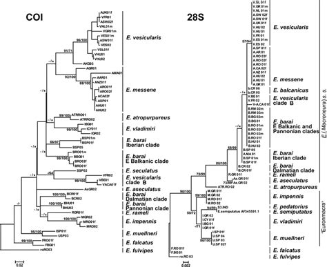 Ml Trees Of Eupelmus Macroneura Inferred From The Separate Gene