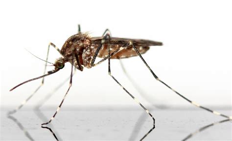 1 000 Free Sonido Mosquito Billy Elis Mosquito Images Pixabay