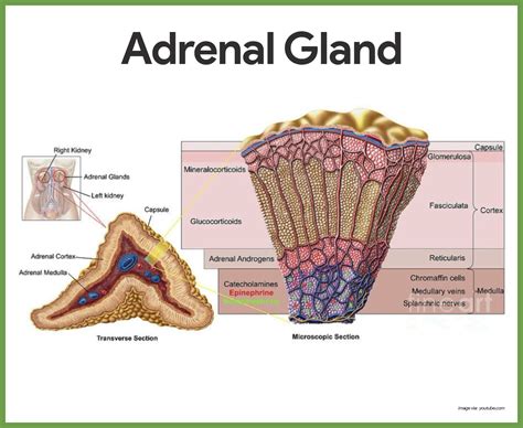 Endocrine System Anatomy and Physiology - Nurseslabs