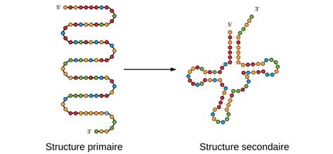 Arn De Transfert Sous Le Microscope