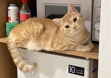 브리티쉬숏헤어 그냥이 고양이 책임분양 ♥ 아이조아 유기방지입양 파양 강아지보호소 고양이보호소 무료분양센터