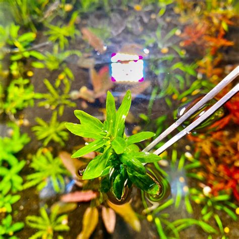 Care Guide Staurogyne Repens Aka S Repens Hygronature