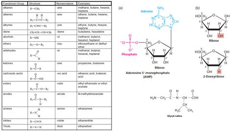 General Biology 101 B2lab