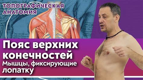 Пояс верхних конечностей Мышцы фиксирующие лопатку Youtube