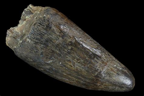 1 9 Fossil Deinosuchus Tooth Aguja Formation Texas 116665 For