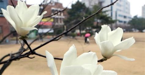 봄비가 내려요 목련 활짝