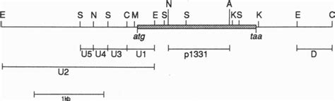 Restriction Map Of The Hb Mobilis Rc Gene Region The Rc Gene Is