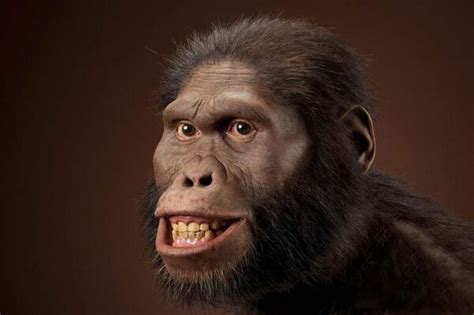 Australopithecus Africanus Ancestors The Humankind Odyssey Wiki