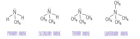 Amines Amides And Amino Acids The Science Hive