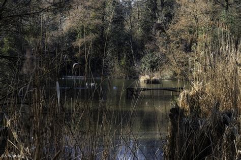 Pond Park Nature Free Photo On Pixabay Pixabay