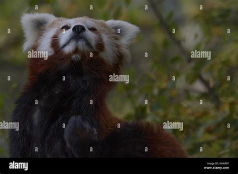 Red Panda Ailurus Fulgens Captive Close Up Portrait While Walking And Resting Looking Around