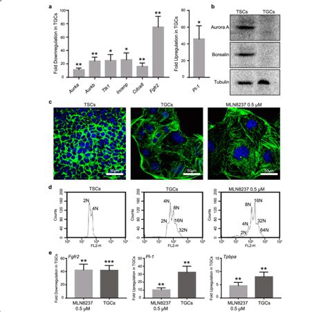 Analysis Of Downregulated Cpc Complex Genes In Tscs And Tgcs A Mrna