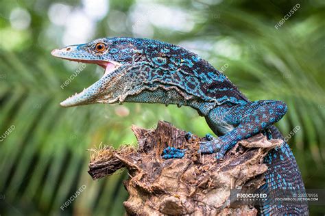 Portrait Of A Monitor Lizard With An Open Mouth Closeup View Selective Focus — Outdoors Mouth