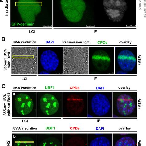 Recruitment Of Gfp Ubf1 Hp1β γh2ax And 53bp1 To Uva Induced Dna