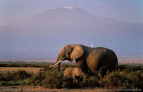 Amboseli NP Photos Images Pictures