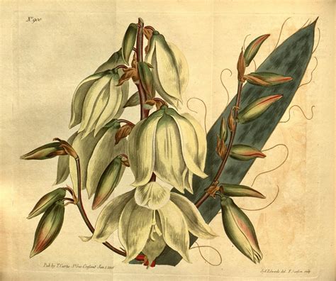 N W Curtis S Botanical Magazine London New York Flickr