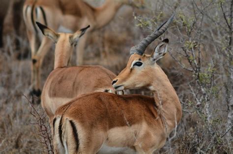 Premium Photo Deer On Tree