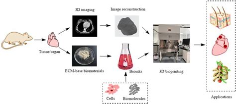 An Overview Of Extracellular Matrix Based Bioinks For 3d Bioprinting Pmc