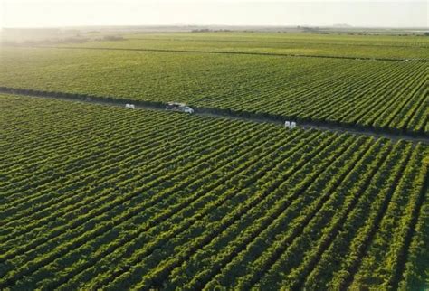 Rechazo de agroexportaciones se podría reducir hasta un 90 con nueva