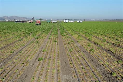Pythium Wilt Main Root Rot Disease Of Lettuce Trical Diagnostics