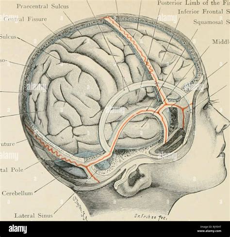 Squamosal Suture