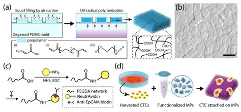 Schematic View Of Particle Synthesis And Cell Test A Particle