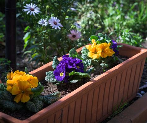 Primroses Care And Growing Guide Expert Tips Homes And Gardens