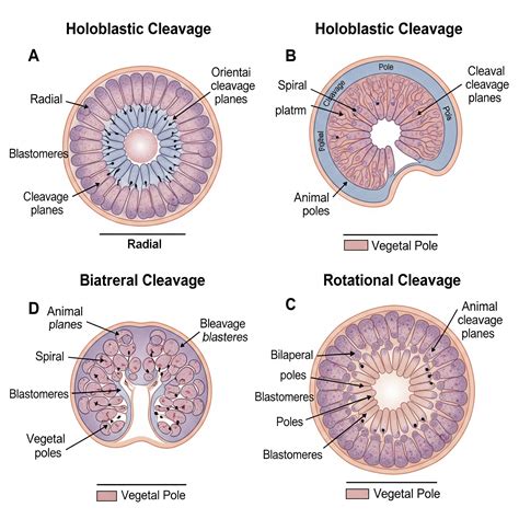 Cleavage The Fundamental Stages Of Early Embryonic Development