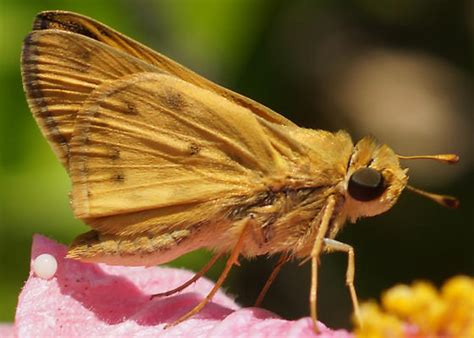 Hylephila Fails At Oviposition BugGuide Net