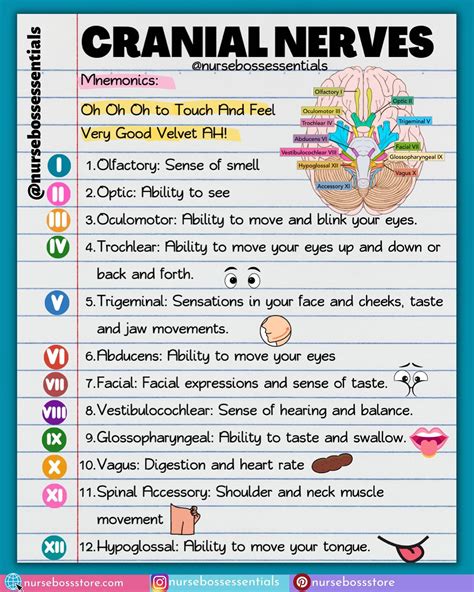 Cranial Nerves Assessment