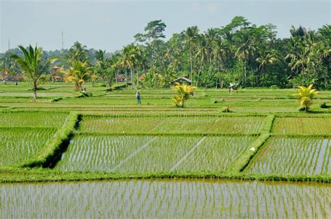Rice Terrace At Bali Indonesia With All Green Rice Plants Stock