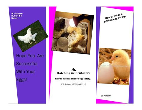 Mr Derias Classmag 456 Hatching Chicken Eggs In The Classroom