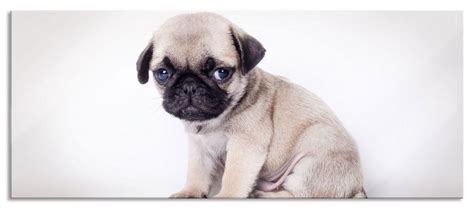 Pixxprint Glasbild Kleiner Hundewelpe Mops Kleiner Hundewelpe Mops 1 St Glasbild Aus