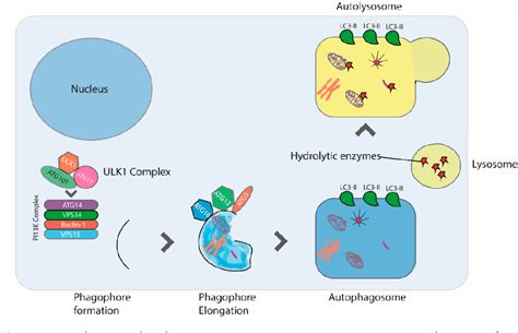 Figure 2 From Sphingolipidceramide Pathways And Autophagy In The Onset