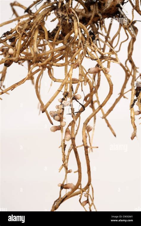 Rhizobium Root Nodules On The Roots Of A Broad Or Field Bean For