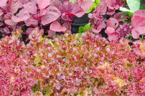 รูปภาพspinache เลือกดูภาพถ่ายสต็อก เวกเตอร์ และวิดีโอ257 Adobe Stock