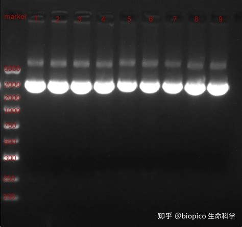测试市场上几家表现优秀的lb培养基 知乎