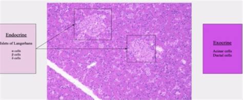 Endocrine Exocrine Pancreas Function Flashcards Quizlet