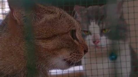 Raungan Kucing Pengen Kawin Yang Lucu Youtube
