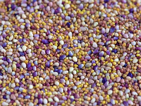How To Plant Clover Seed Plants Gardener