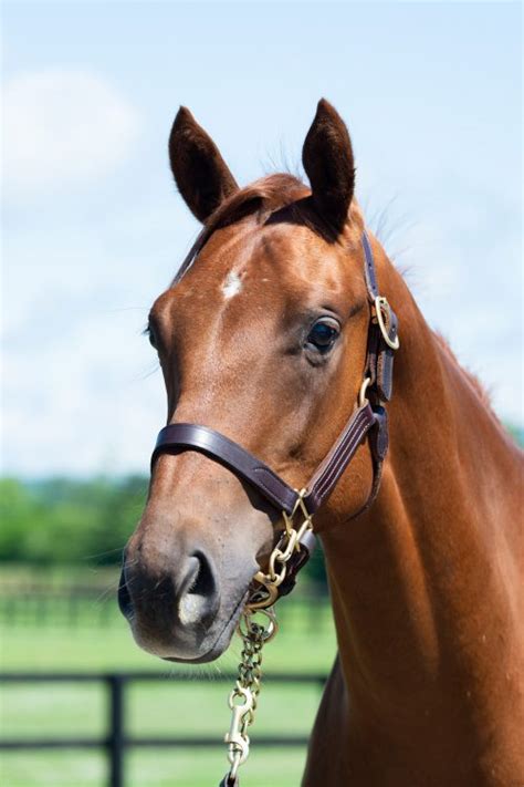 ムジック Musique 株式会社ヒポファイル・ブラッドストック／競走馬の共同所有（オーナーズクラブ）