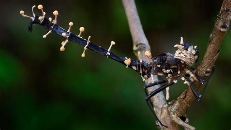 Is The Cordyceps Fungus In The Last Of Us A Threat To Humans